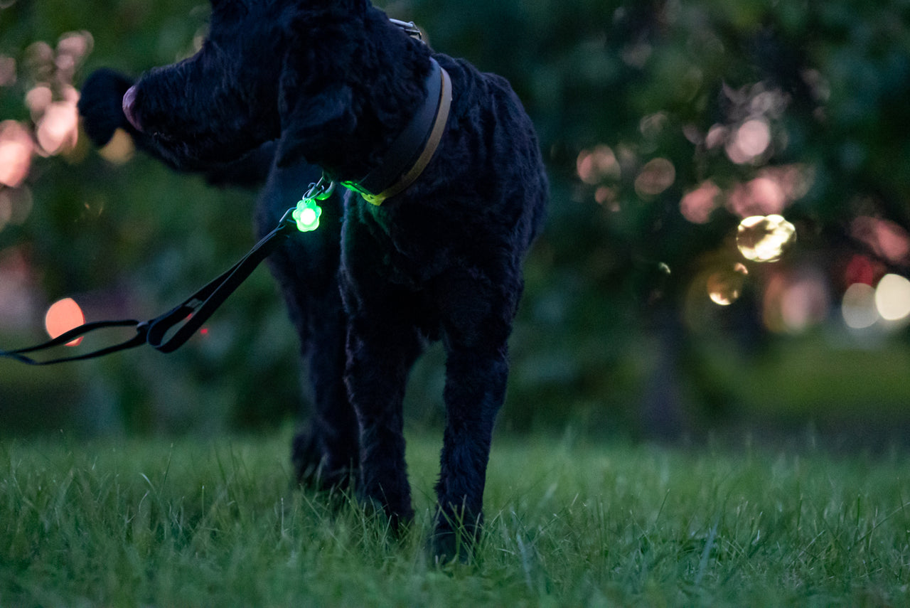 Pup Brightz | LED Dog Tag Lights